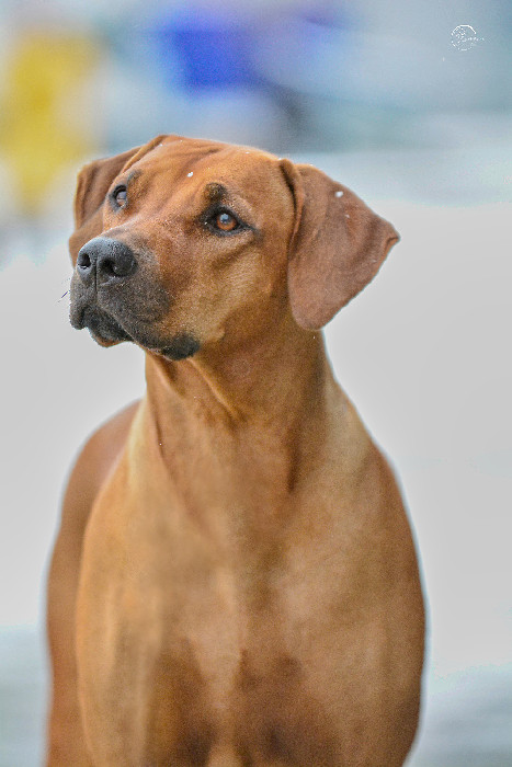 Naši psi :: lions-brunensis